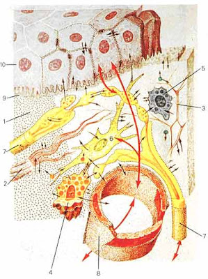 MEDICINA BIOLÓGICA: MEDICINA BIOLÓGICA Dr. Germán Duque Mejía: SISTEMA ...