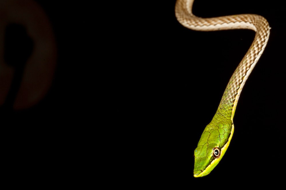 Miguel: Las culebras verdes de República Dominicana