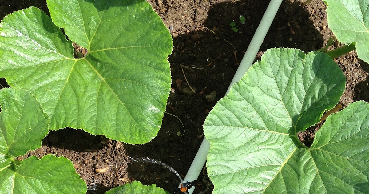 Giant Pumpkin Growing Tips From The Pumpkin Man: Dan Micros & Some ...