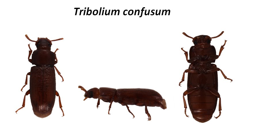 Coleopterists Corner: Tribolium Photos