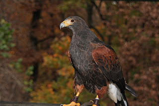 World Bird Sanctuary: RIFLE