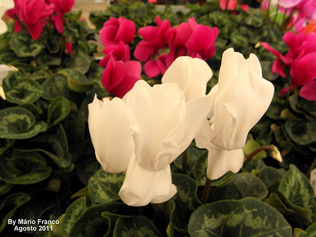 Meu Cantinho Verde: CICLAME - ( Cyclamen persicum )