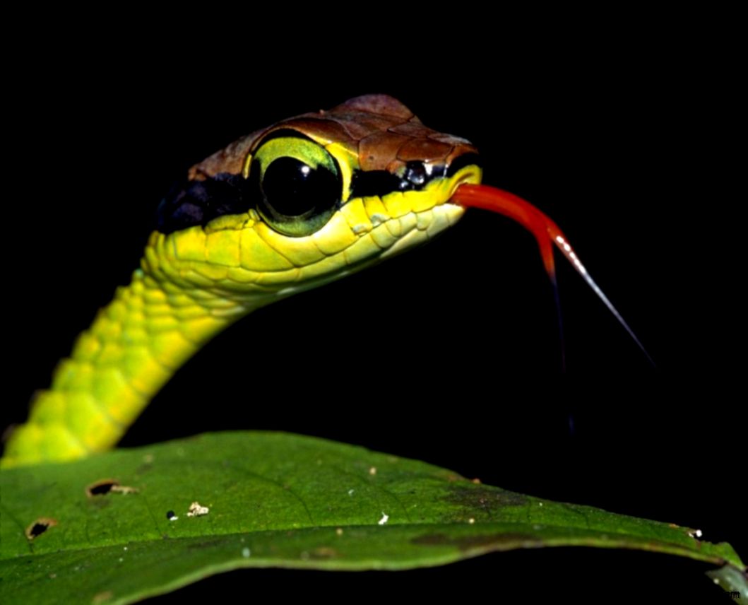Cute Snake Wallpaper | Wallpapers Gallery