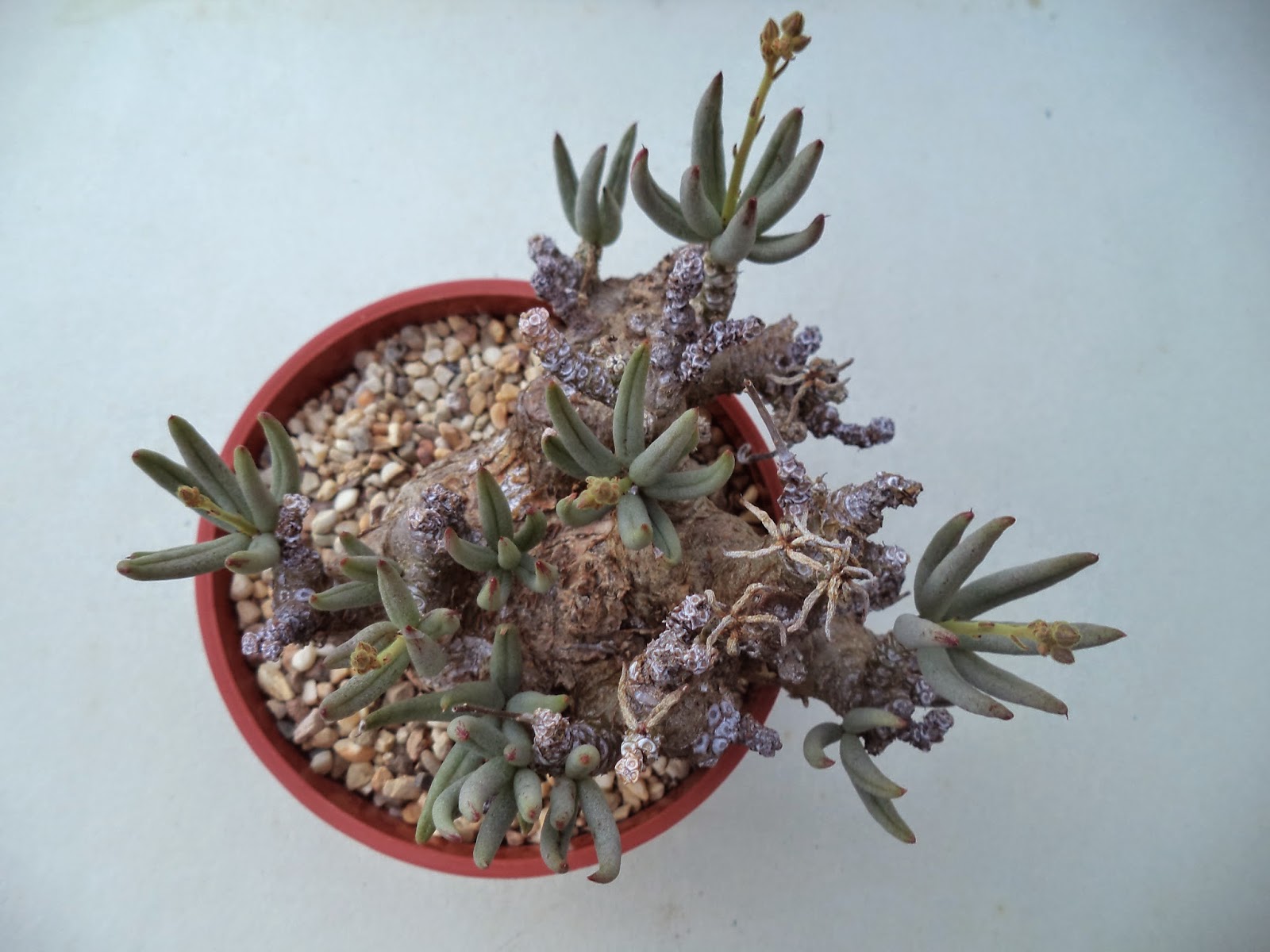 Succulent Sundae: TYLECODON LUTEOSQUAMATA