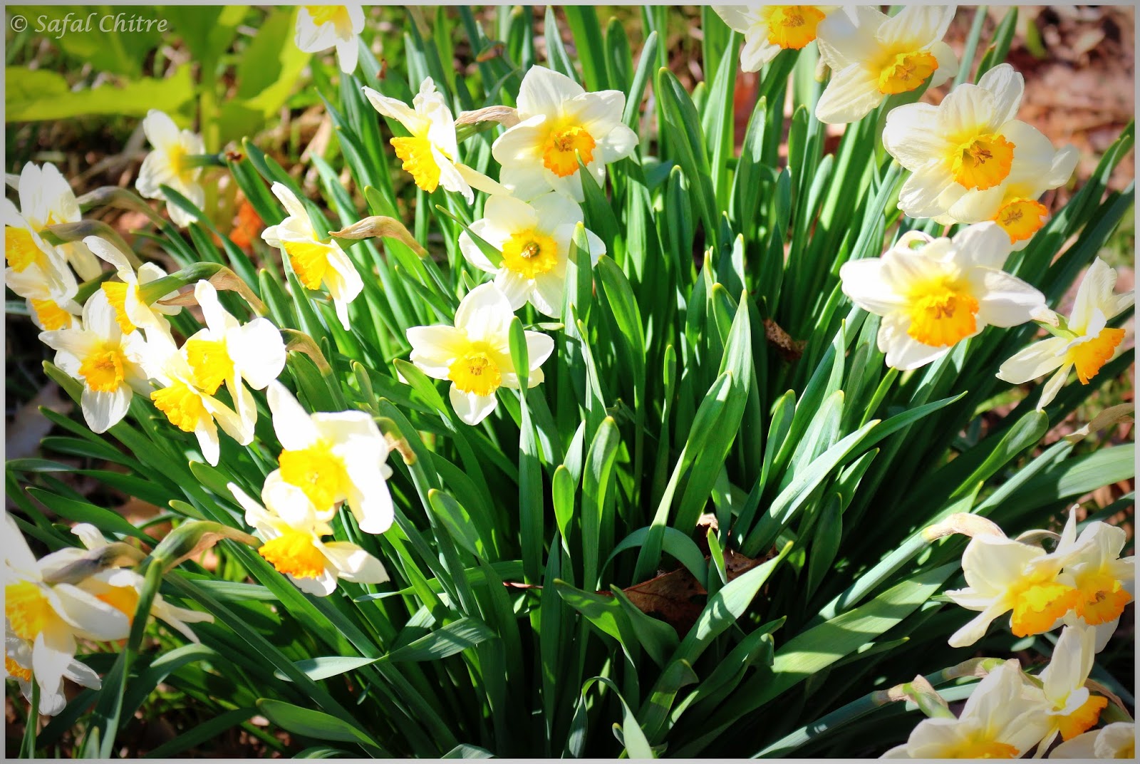 SafalArts : Spring : Season of New Beginings