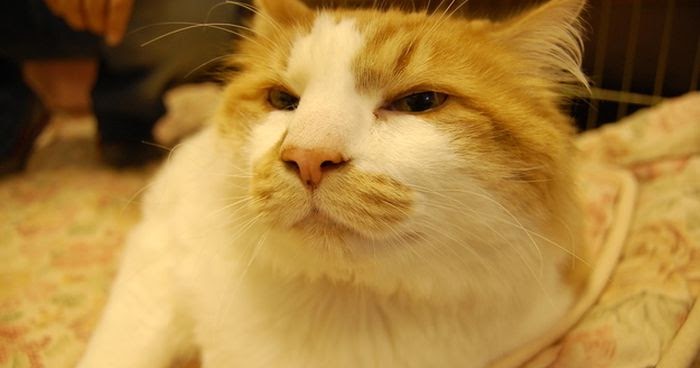 40-Pound Cat (17 pics)