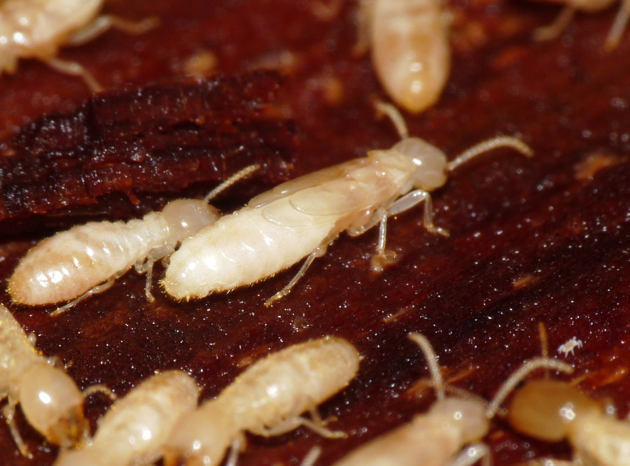 Fotoblog - Fauna e Flora della Toscana: Reticulitermes lucifugus