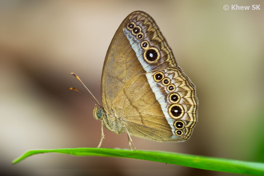 Butterflies of Singapore: Butterfly of the Month - July 2018