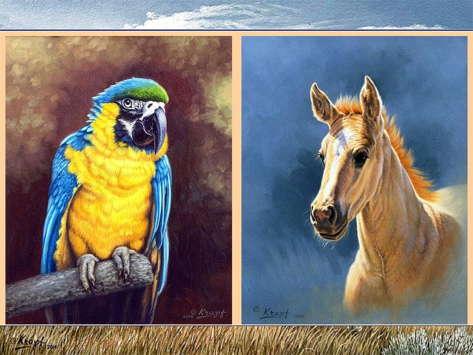 Soloillustratori: Paul Krapf