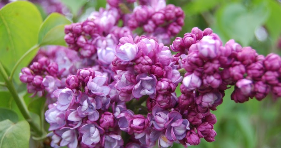 Plant Database: Syringa vulgaris
