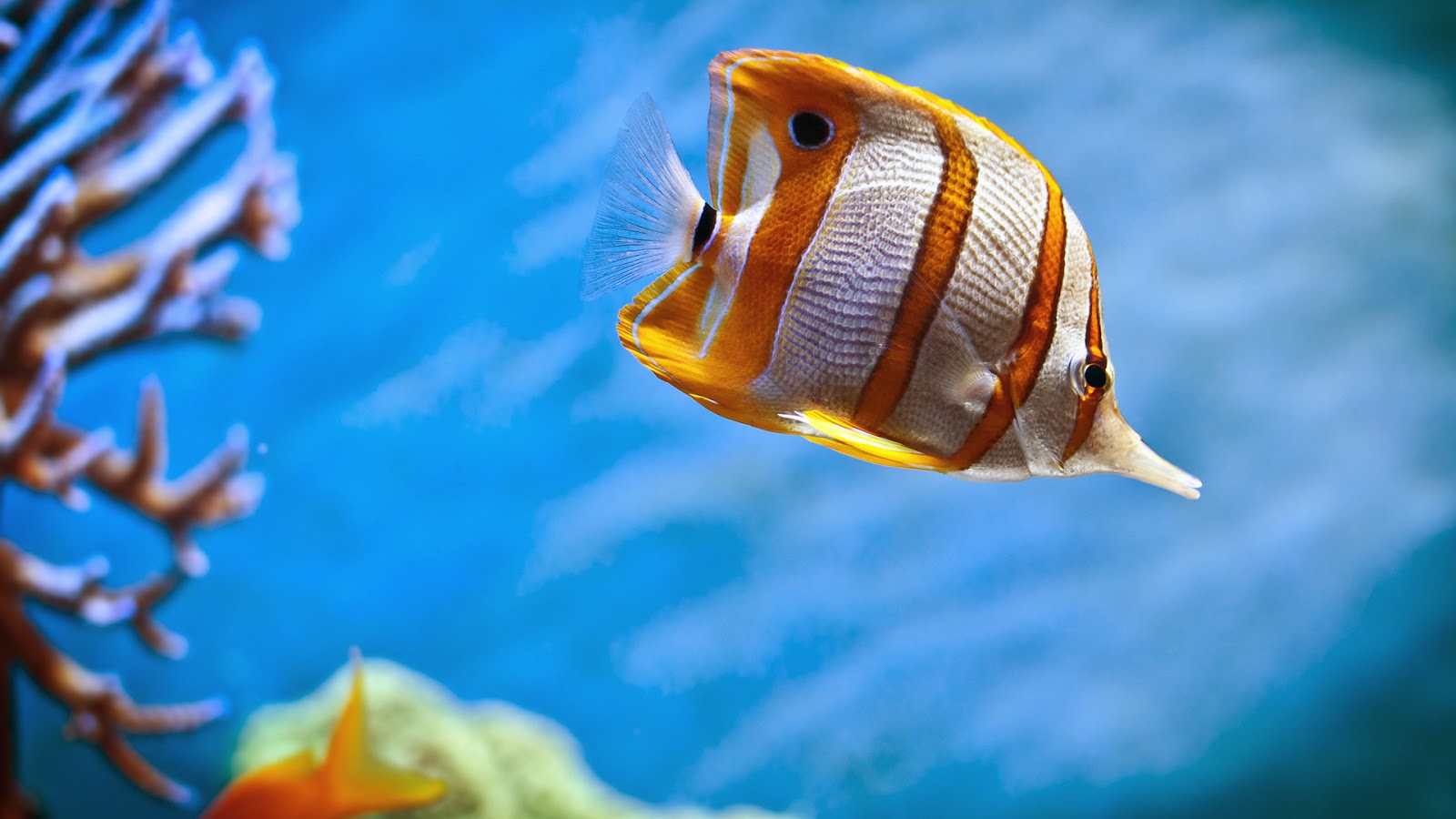 Variant Animal: Most Beautiful Colorful Fish HD Pictures Exotic Collection Variant Animal: Most Beautiful Colorful Fish HD Pictures Exotic Collection