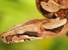 BOA CONSTRUCTOR | Naturaleza y Medio Ambiente