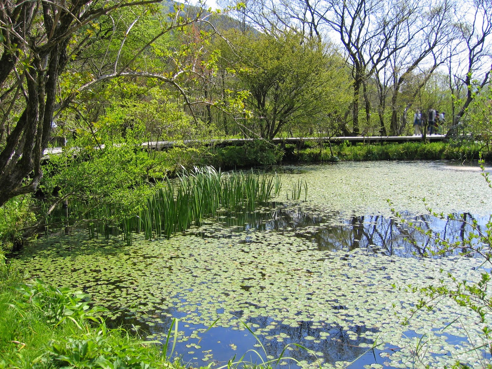 Los humedales: "Un humedal, es un ecosistema"