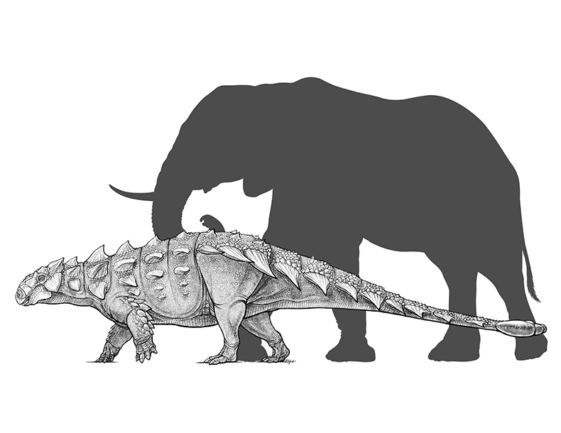 Species New to Science: [Paleontology • 2017] Zuul crurivastator • A ...