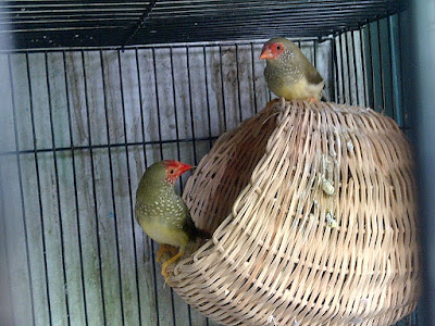 10 jenis finch yang paling sering dicari | Pawiro Bird Farm | Dove and ...