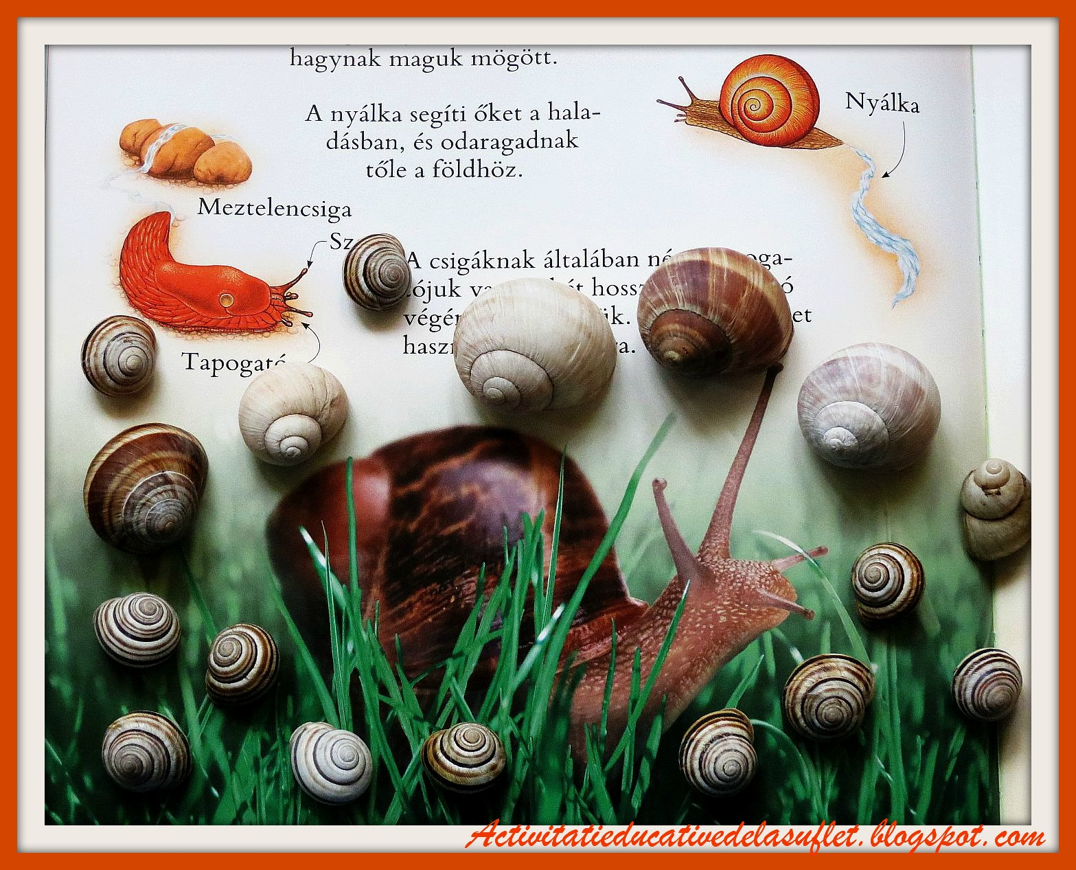 Activitati educative de la suflet la suflet: Melcul (2 ani si 9 luni)