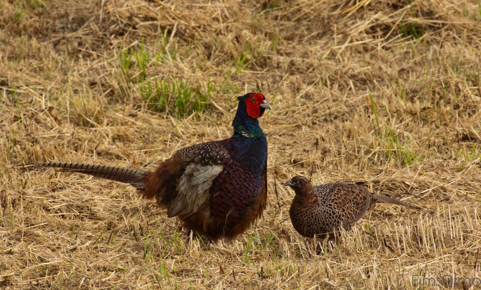 HEGAZTIKLIK: FAISÁN VULGAR (Phasianus colchicus)