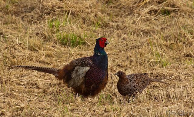 HEGAZTIKLIK: FAISÁN VULGAR (Phasianus colchicus)