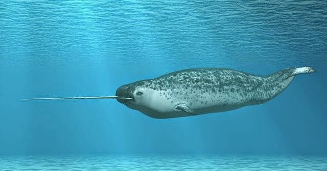 Biodiversidade Marinha: Narval