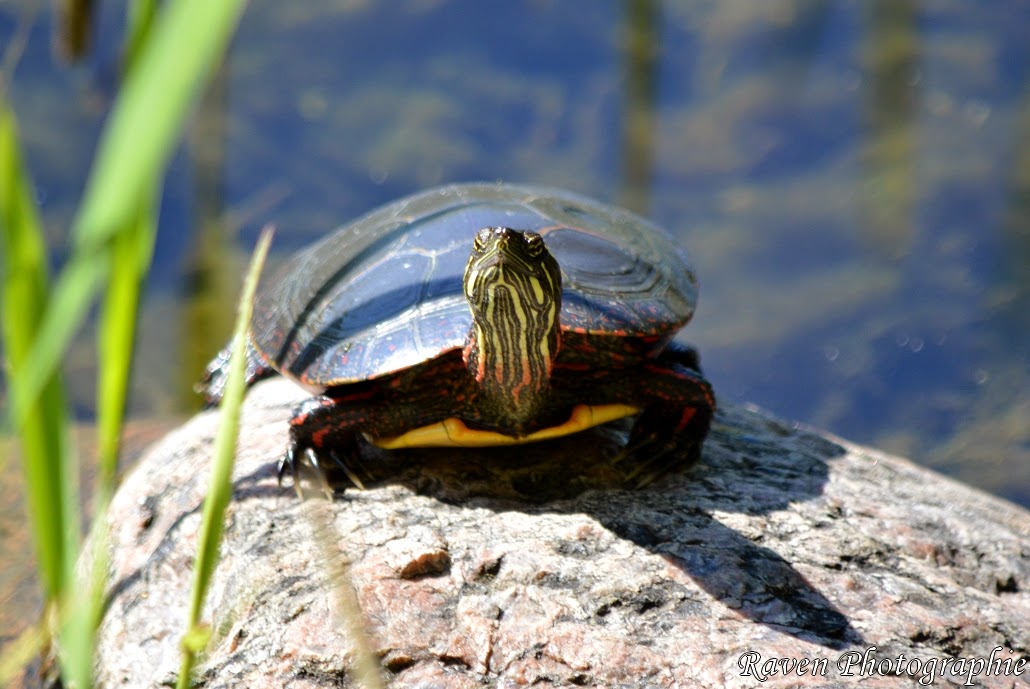 BLOG RAVEN PHOTOGRAPHIE: La Tortue peinte ( Québec )