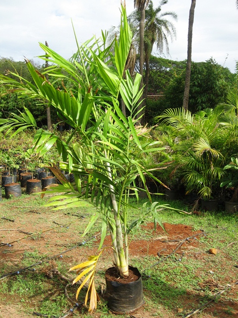All About Plants : Palm Trees In India
