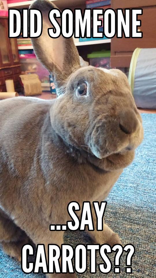 Rabbit Ramblings: Funny Bunny Monday Meme*day