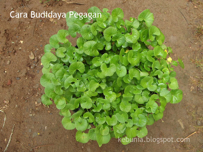 Kebun Mania Bertanam Tak Harus Di Tanah: Cara Budidaya dan Memperbanyak ...
