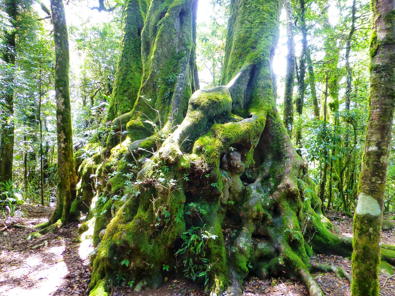 National Park Odyssey: January 2015