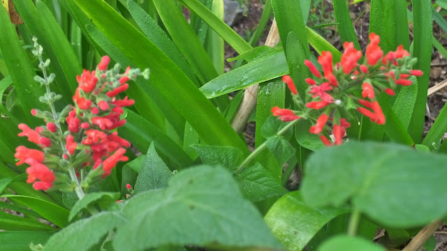 Lavender and Vanilla; Friends of the Gardens: Some of my Salvias ...