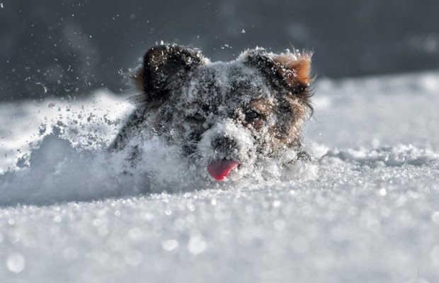 17 Magically Beautiful Photos of Animals in Winter ~ Eyes-Popping ...