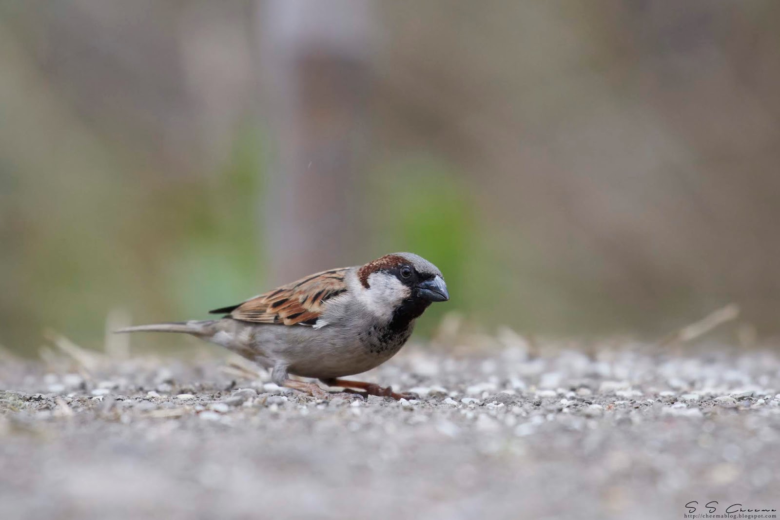Birder's Blog...: Hunting New World Sparrows...