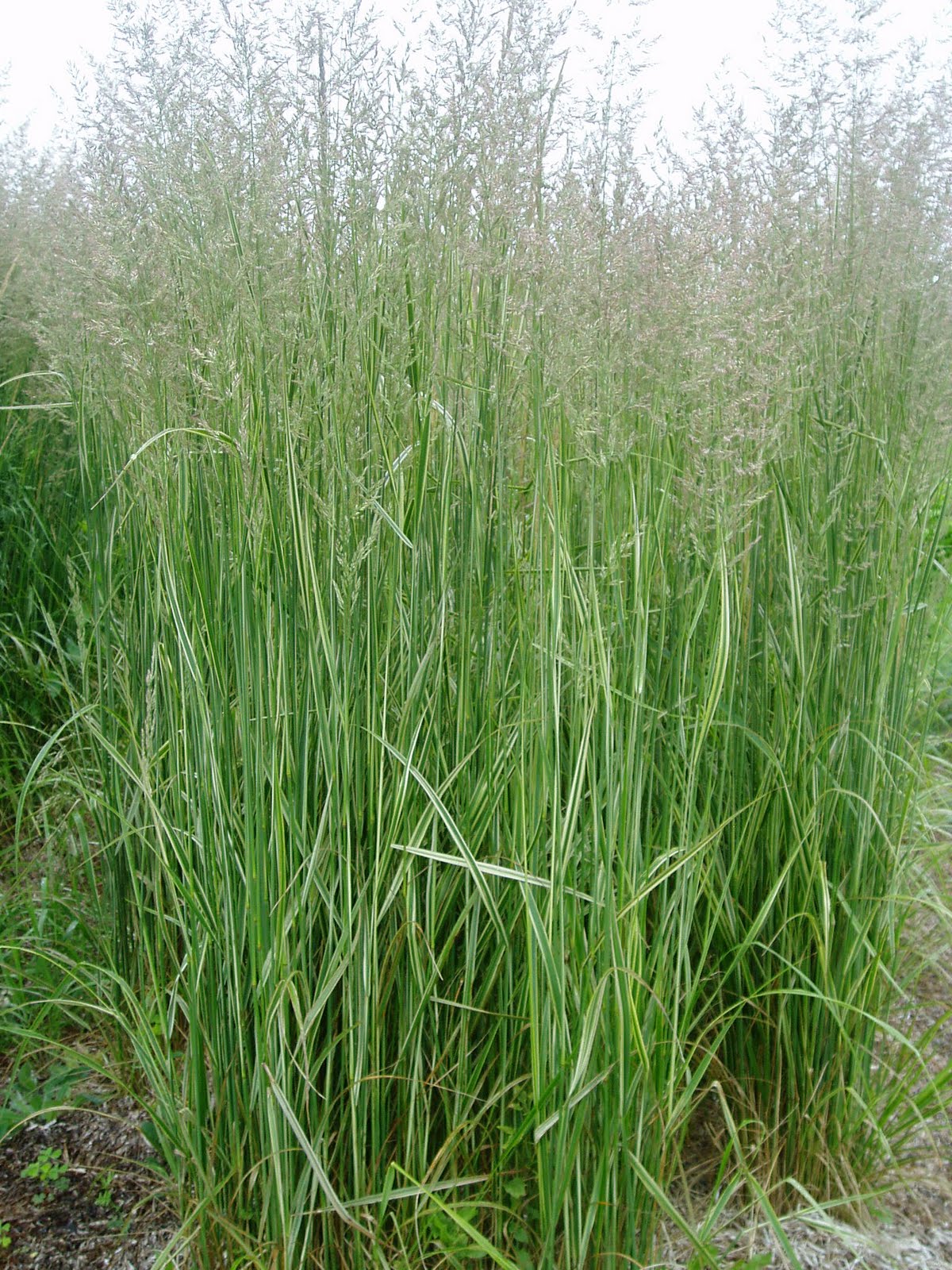 Lovegrass Farm: Calamagrostis x acutiflora 'Overdam' at Lovegrass Farm