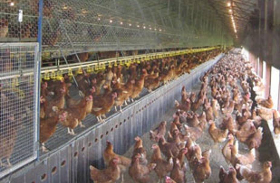 employ casual Farm Hands and Egg Collectors - JOBS FARMS