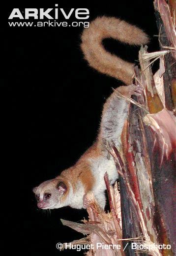 Mamíferos y marsupiales mammals of the earth: Lemur enano de Geoffroy ...