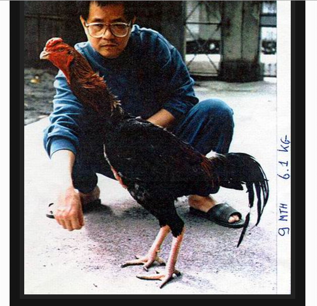 Candi Singo Jogja: Mengenal Taiwan Shamo