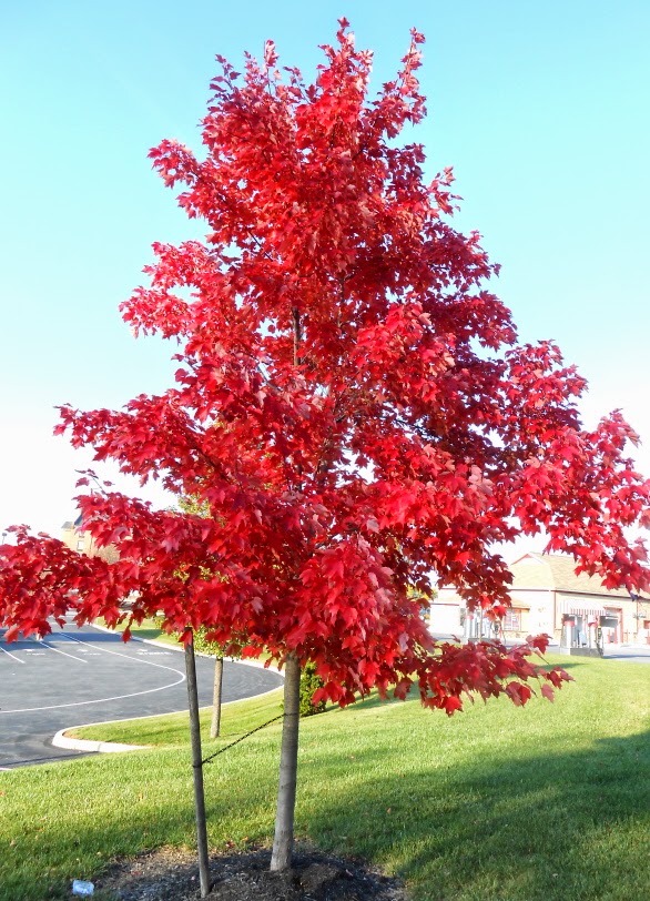 Pennsylvania & Beyond Travel Blog: Late Fall Foliage in Central ... Pennsylvania & Beyond Travel Blog: Late Fall Foliage in Central ...
