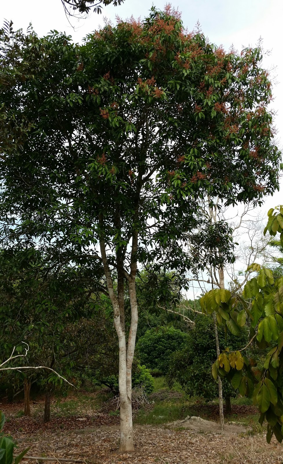 Warisan Petani: Tanaman Kuini vs Mangga.