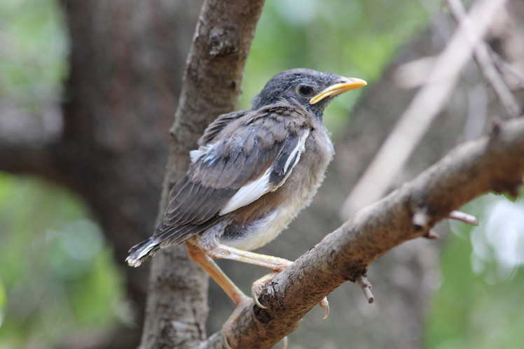 Ons geveerde vriende / Our feathered friends: 2016