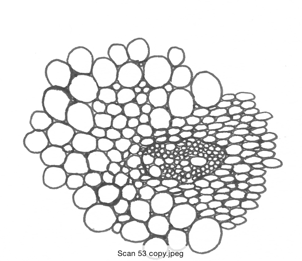 jessicaleslieyear3: How to draw microscopic cells
