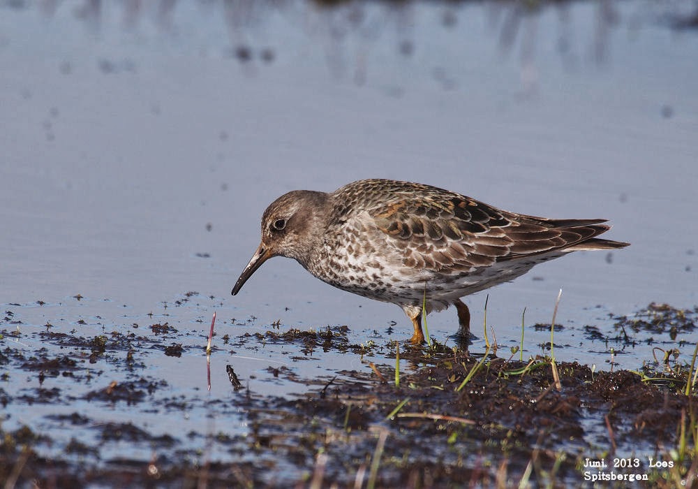Loes Willebrand: Fotoreis Spitsbergen juni 2013