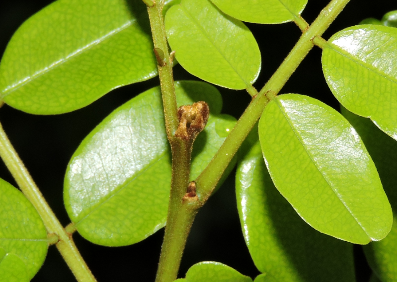 Fabaceae - Leguminosae no Brasil: Fabaceae - Bowdichia virgilioides ...