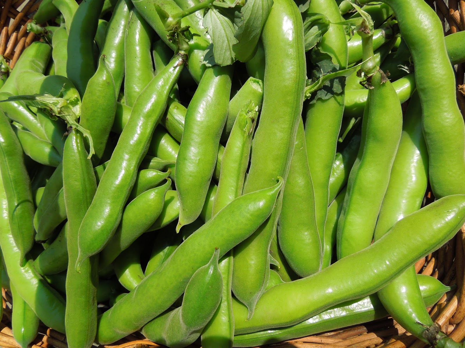 Bulmaca Bil: Yurdumuzun her yerinde yetiştirilen, yeşil kabuklu ve ...