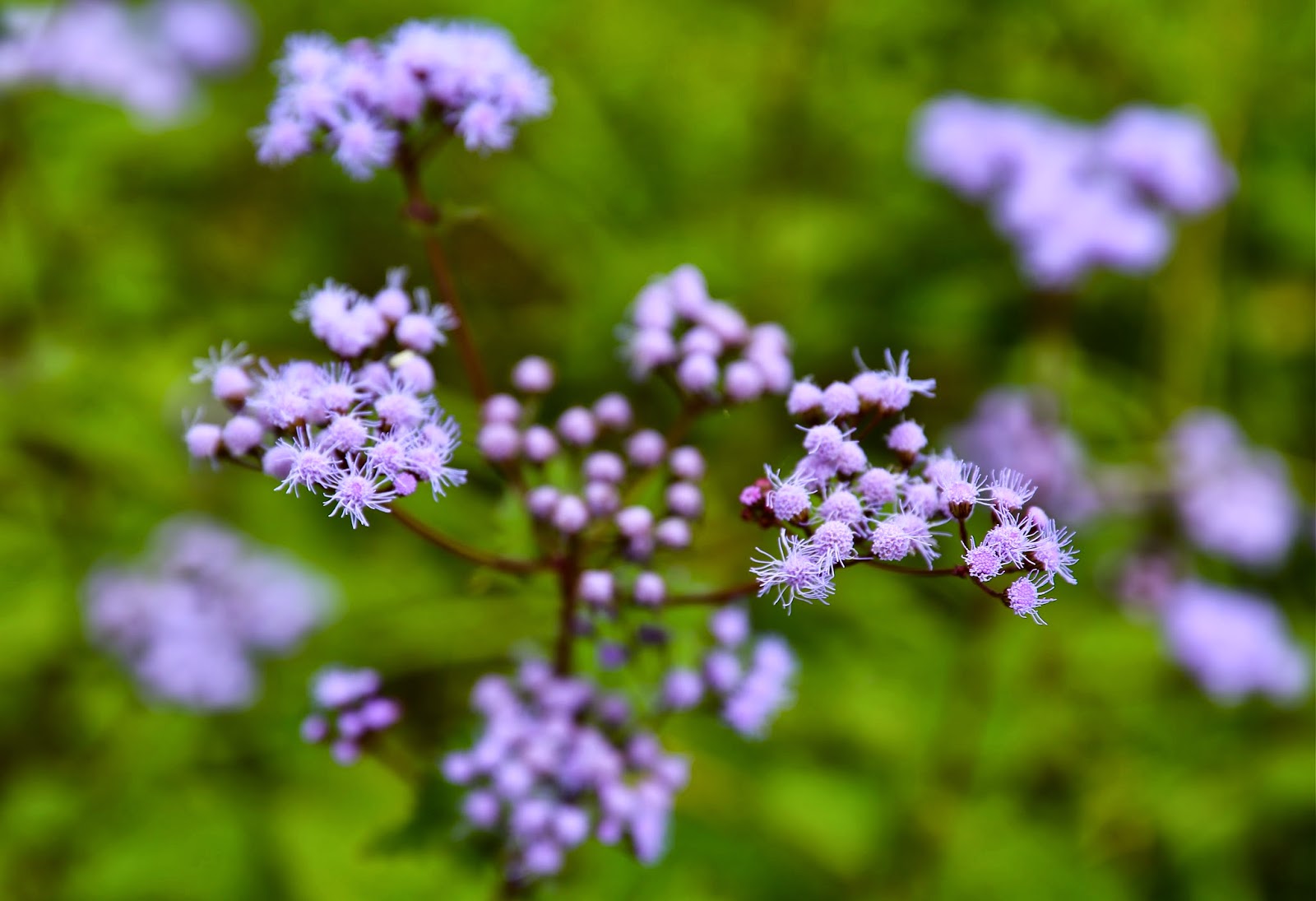 Sweet Southern Days: Fall Wildflowers