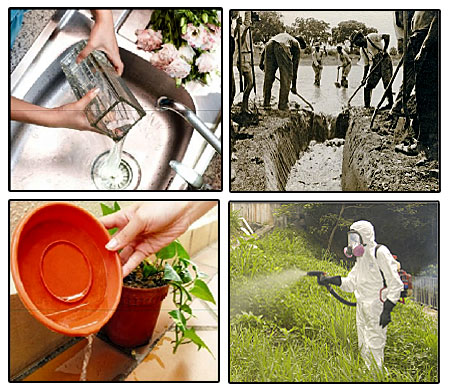 Dengue Facts: Transmission, Treatment and Prevention | Laboratory Stack