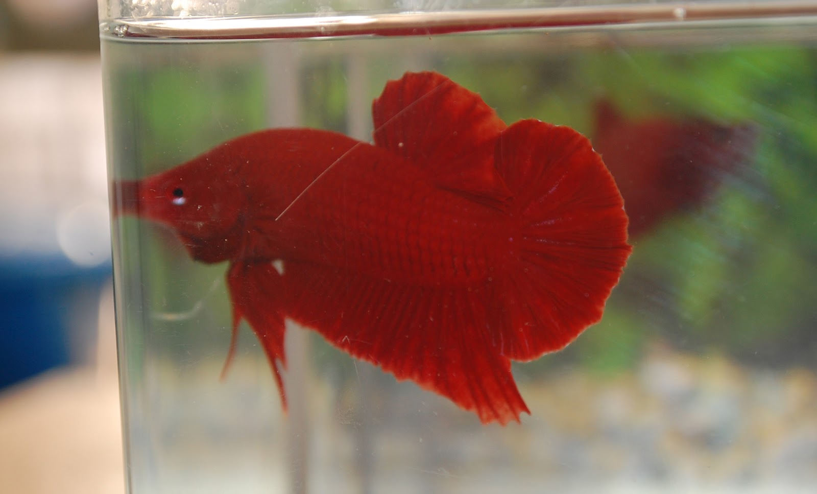 Betta Fish Afira: Betta HMPK SUPER RED ( SOLD OUT )