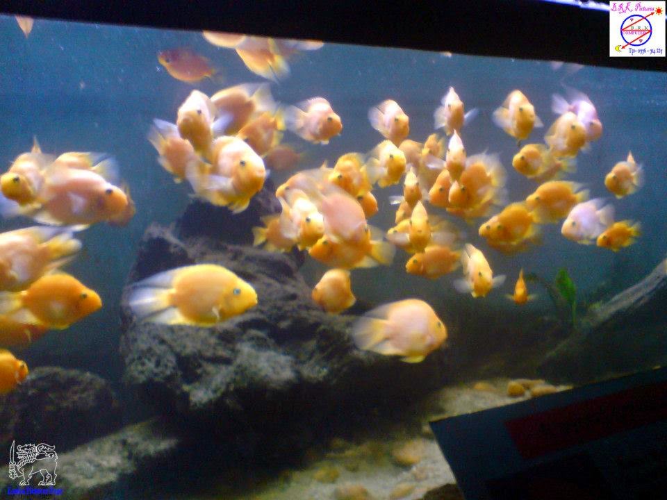 Lanka Pictures Page: Water World - Kelaniya, Sri Lanka