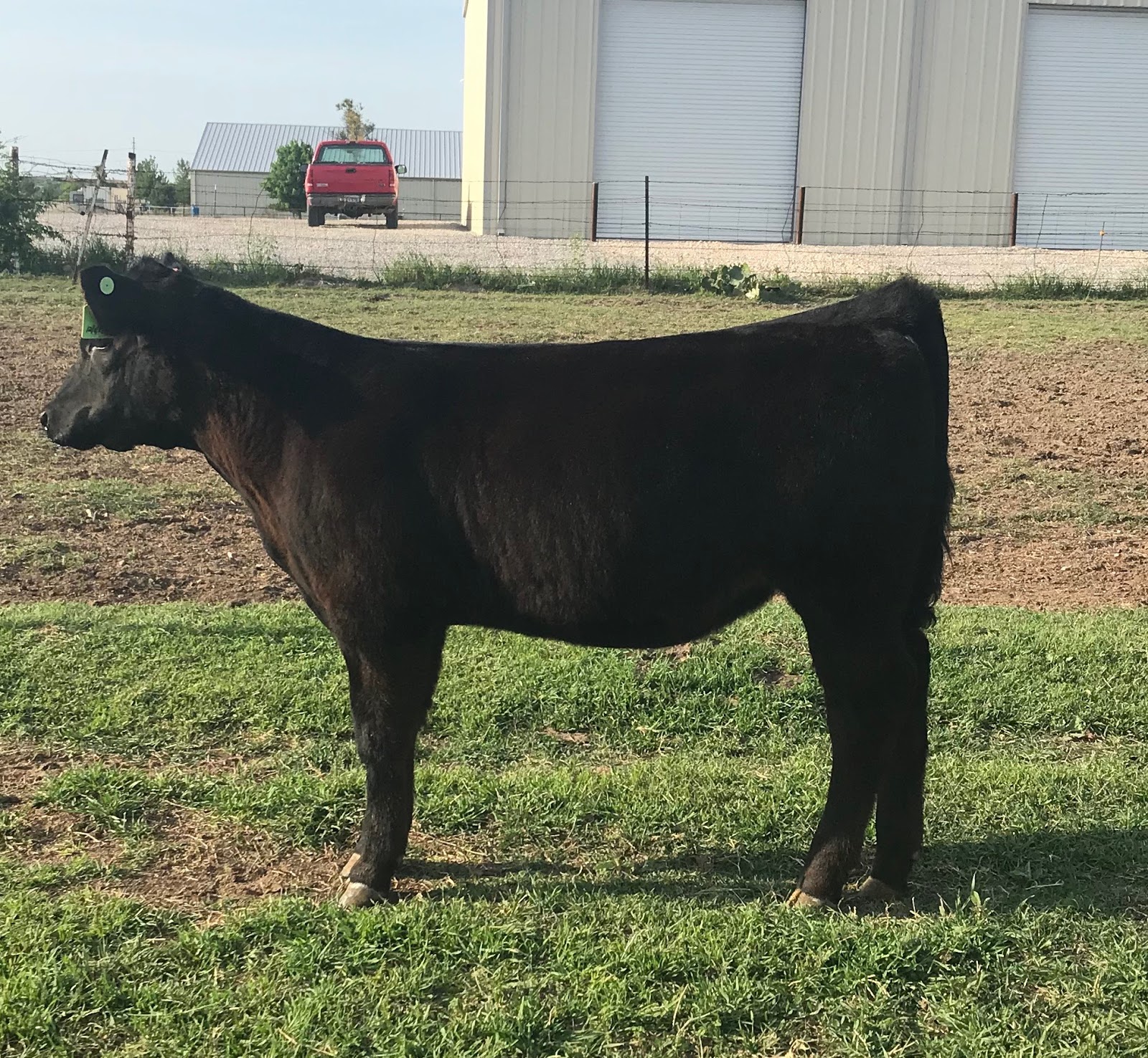 Z-N-T Cattle Co.: Cattle Currently Available - May 2018