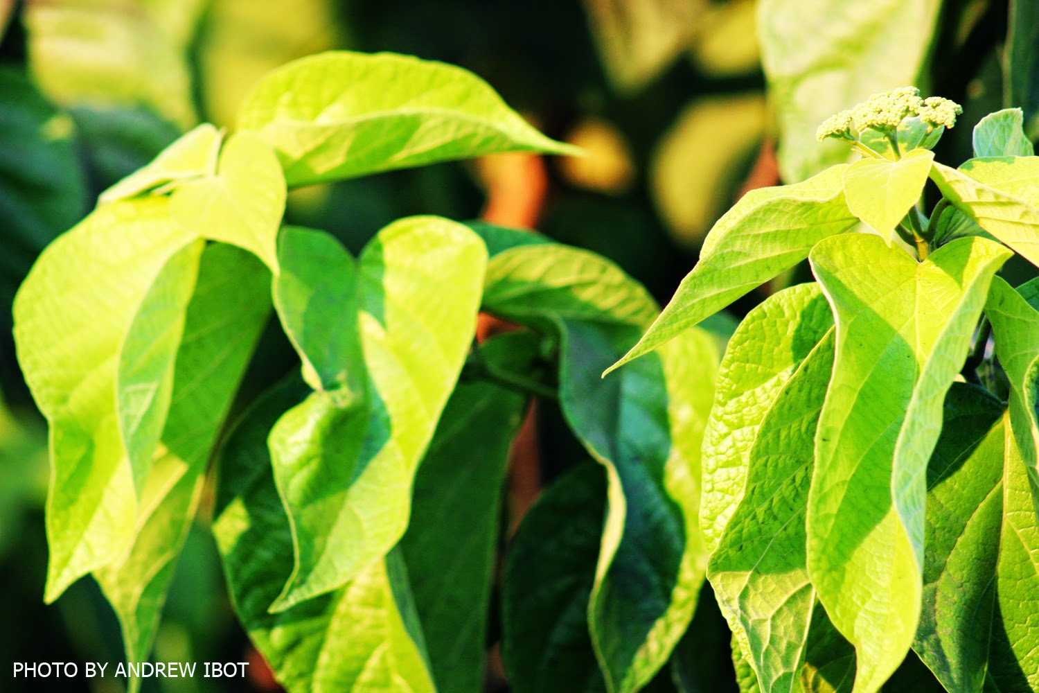 Ako si ANDREW IBOT!: Alagaw (Premna Odorata Blanco)