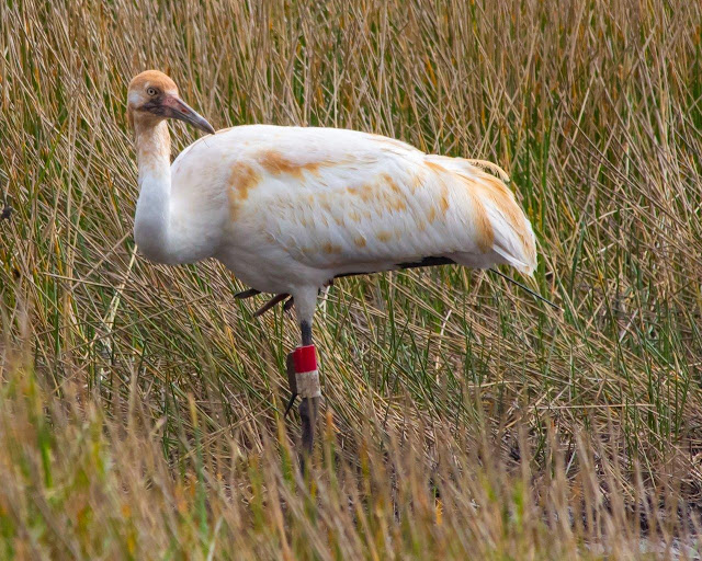 Birding Is Fun!: Unfortunate Whooping Crane takes trip to Disney World