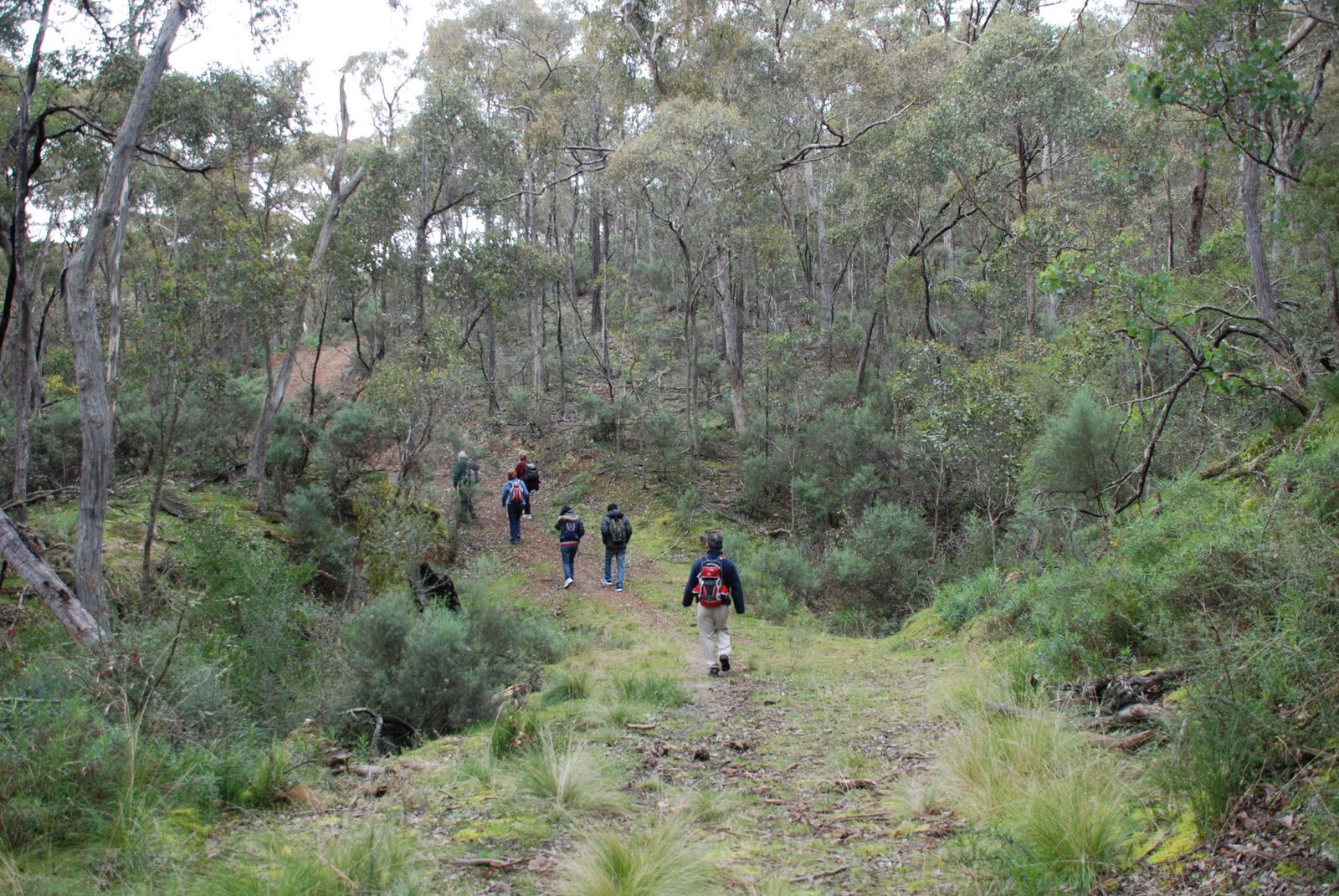 walkabouters club of victoria inc: Sapling Gully - Sunday, 17th July